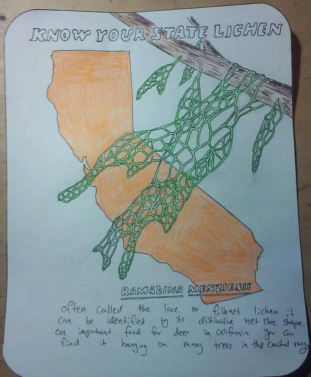 Lichen outreach – Jesse E. D. Miller