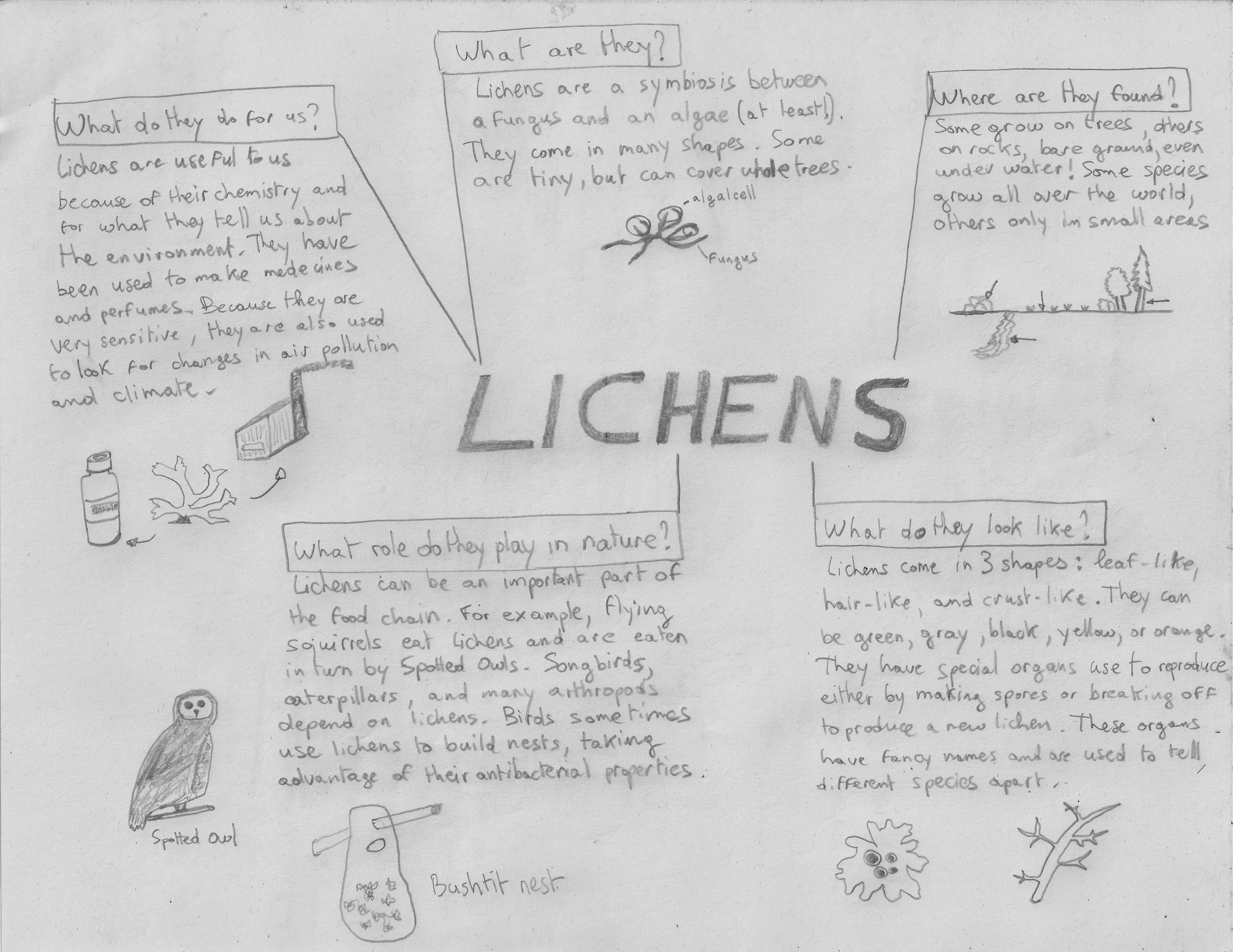 Lichen outreach – Jesse E. D. Miller